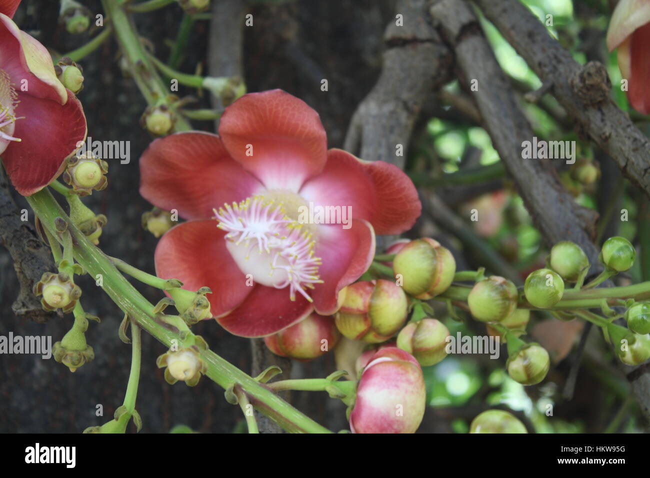 Cannon ball flower hi-res stock photography and images - Alamy