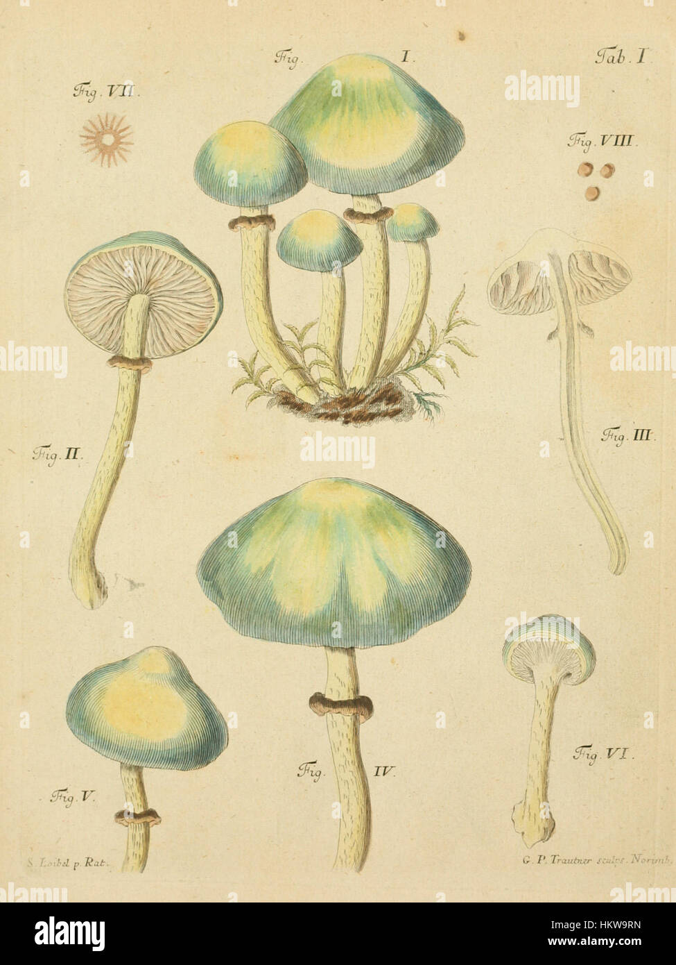 Historical fungi hi-res stock photography and images - Alamy