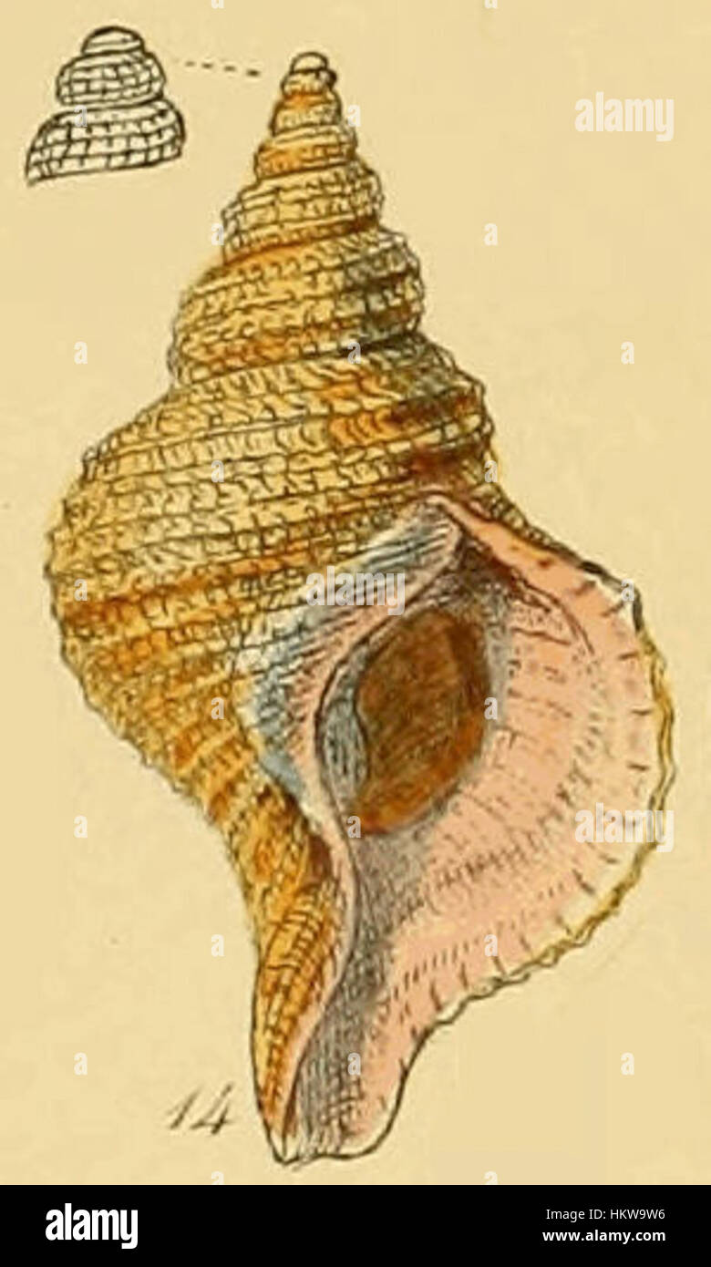Fusus berniciensis, a species of sea snail identified by Sowerby, is ...