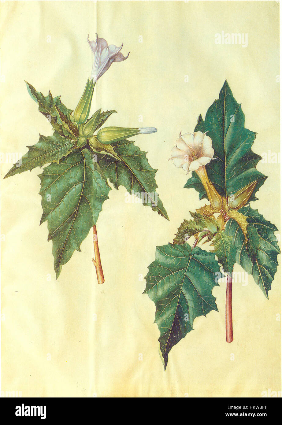 Datura botanical illustration hi-res stock photography and images - Alamy
