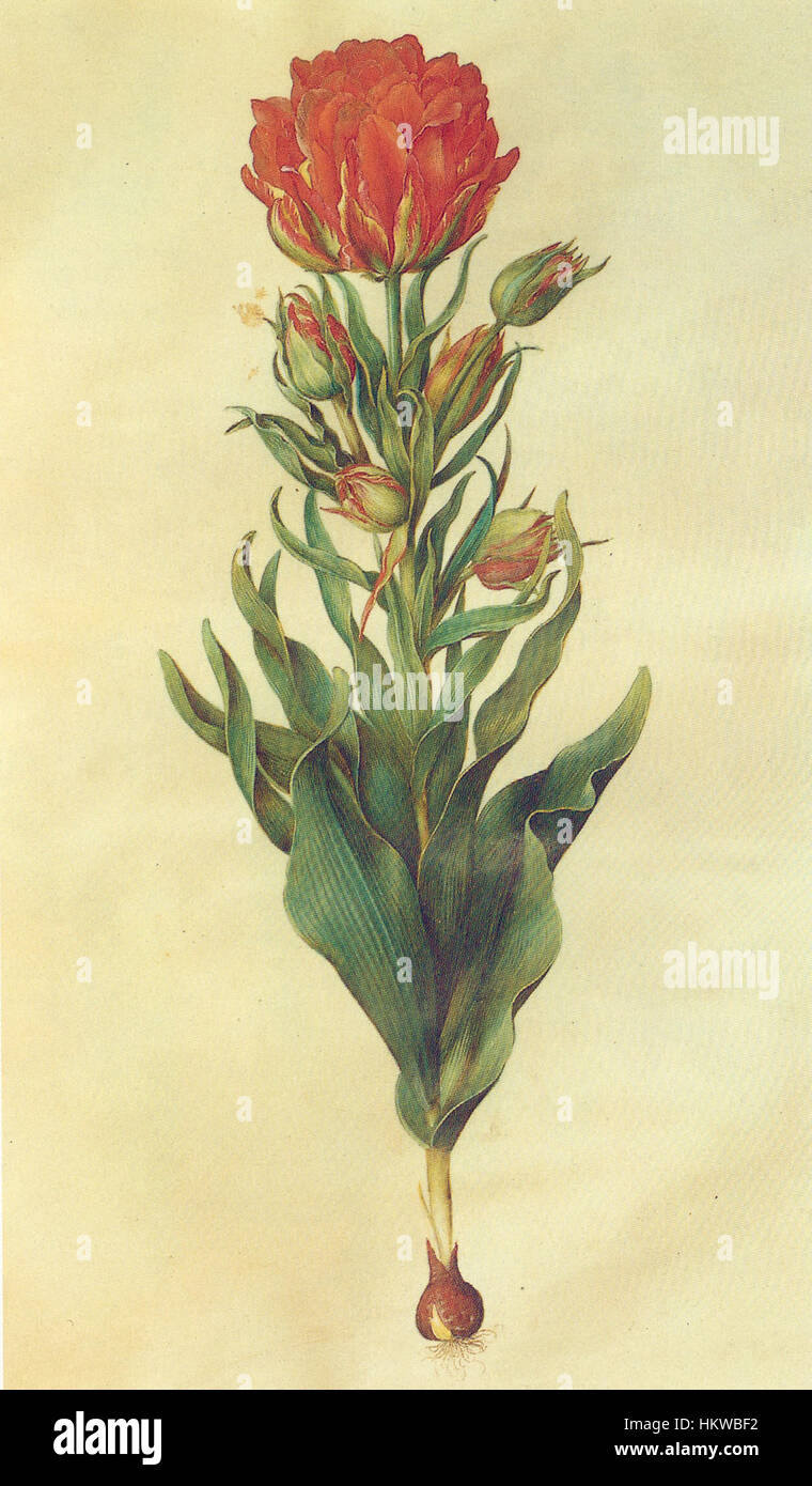The 'Gc15 Tulipa Multiflora' painting represents a detailed depiction ...