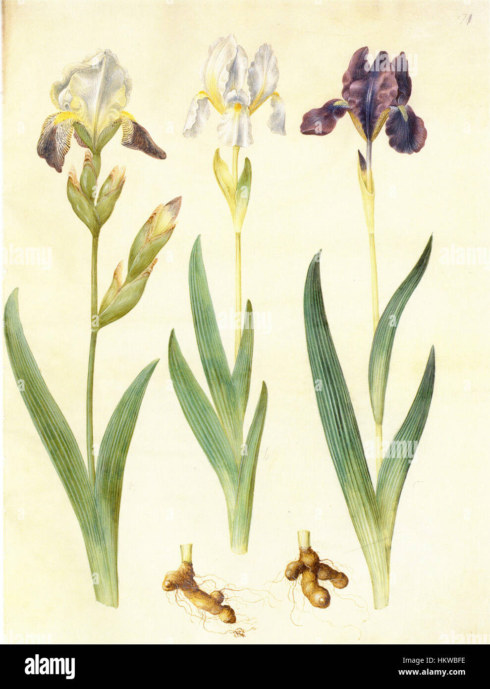 This artwork portrays the iris germanica, a species of flowering plant ...