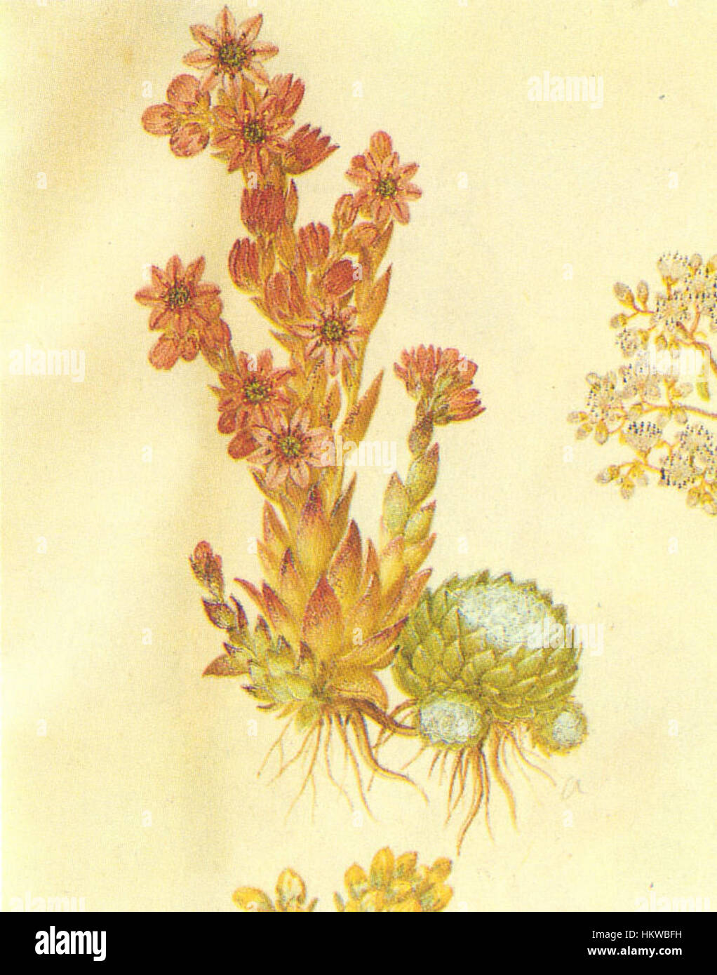 Sempervivum arachnoideum, commonly known as 'Cobweb Houseleek', is a ...