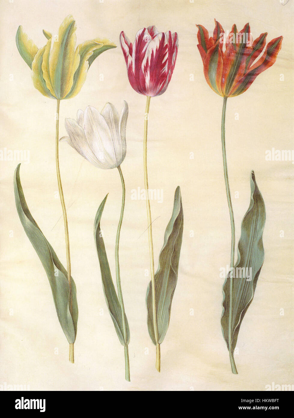 'Tulipa gesneriana' depicted in this artwork presents a beautiful ...