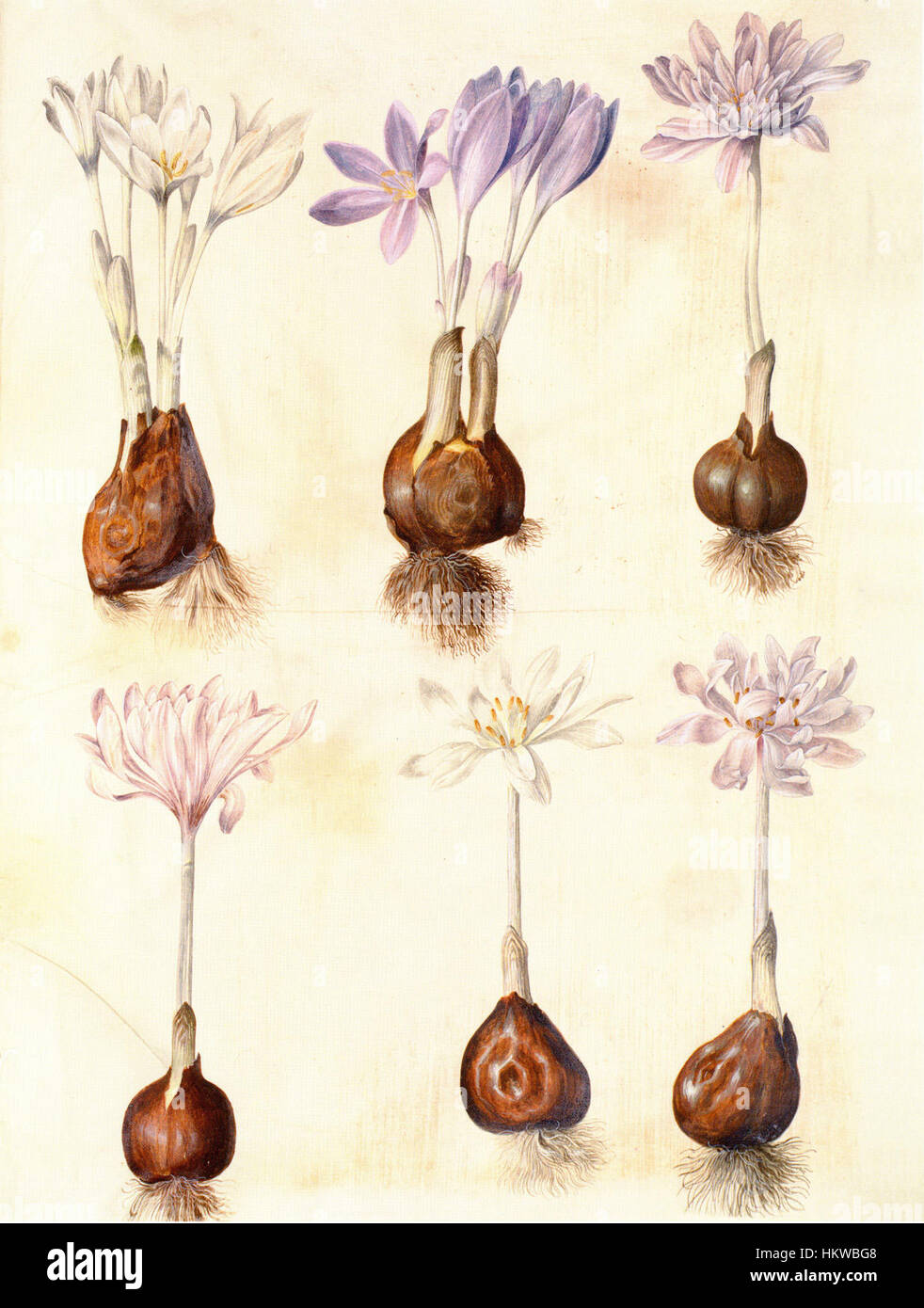 Botanical illustration of colchicum autumnale hi-res stock photography ...