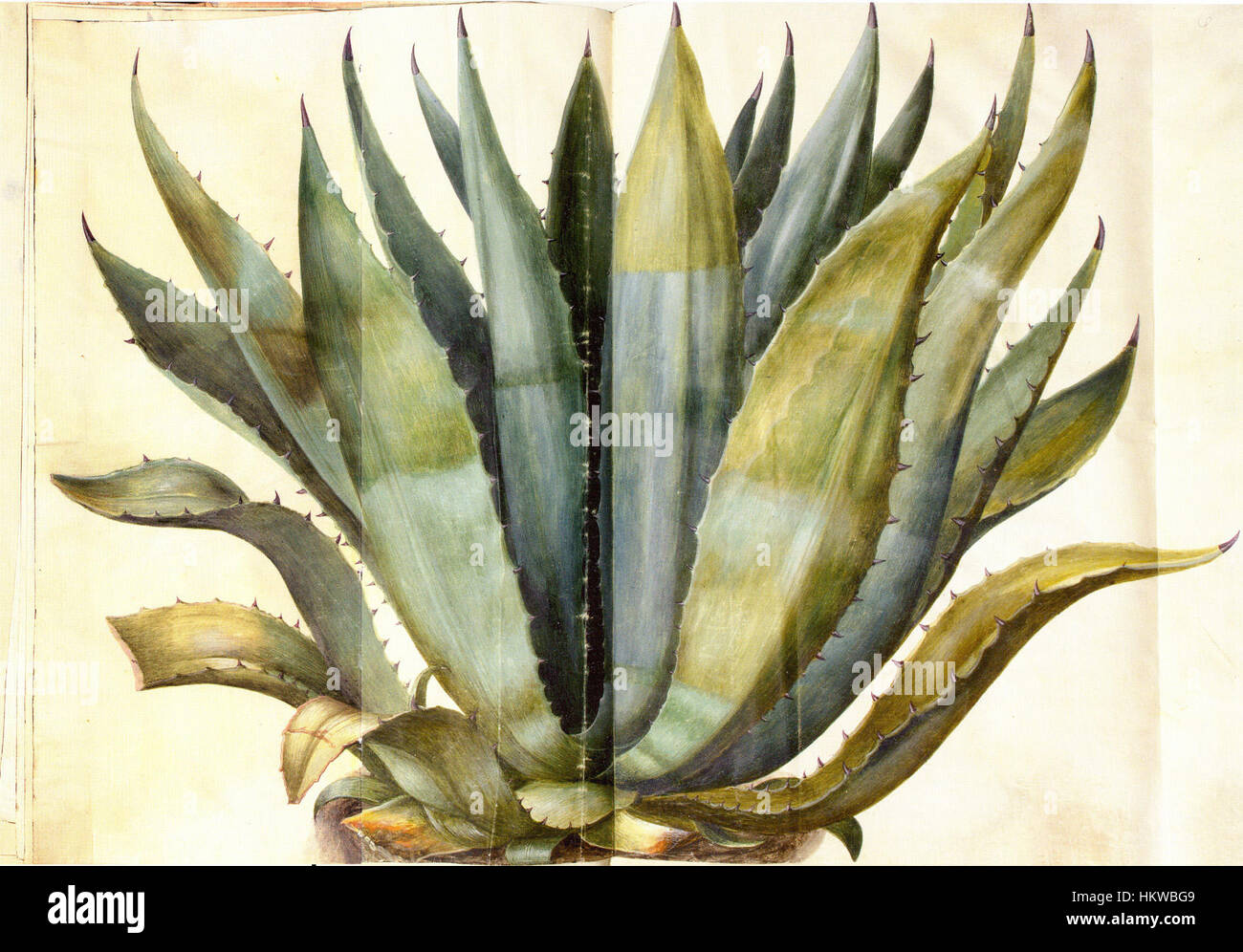 Gc29 agave americana Stock Photo - Alamy