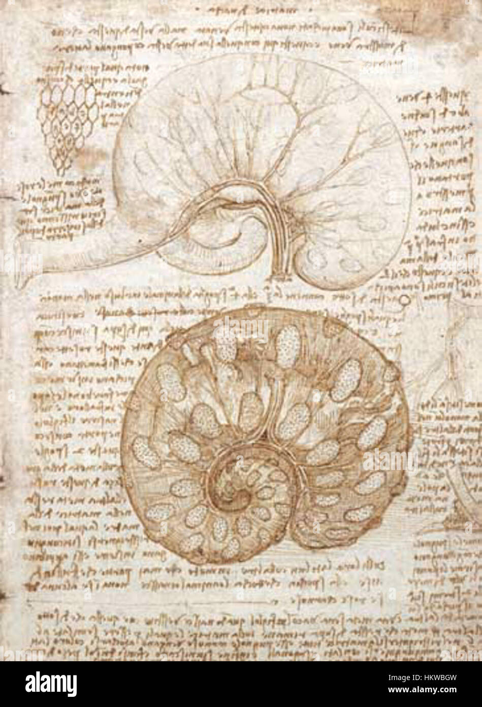 Gebaermutter hi-res stock photography and images - Alamy