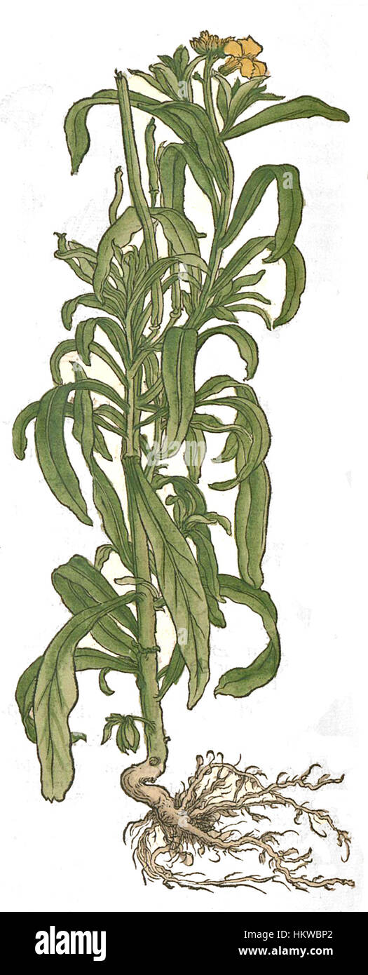 Medieval musicians music musical instruments hi-res stock photography ...