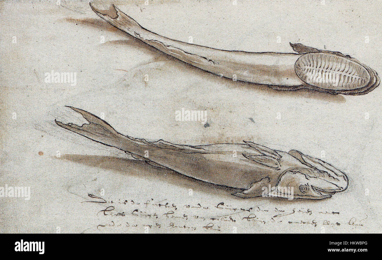 Gelderland1601-1603 Remora remora Stock Photo - Alamy