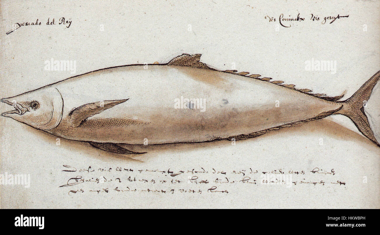 This painting from the early 17th century depicts a species of mackerel ...
