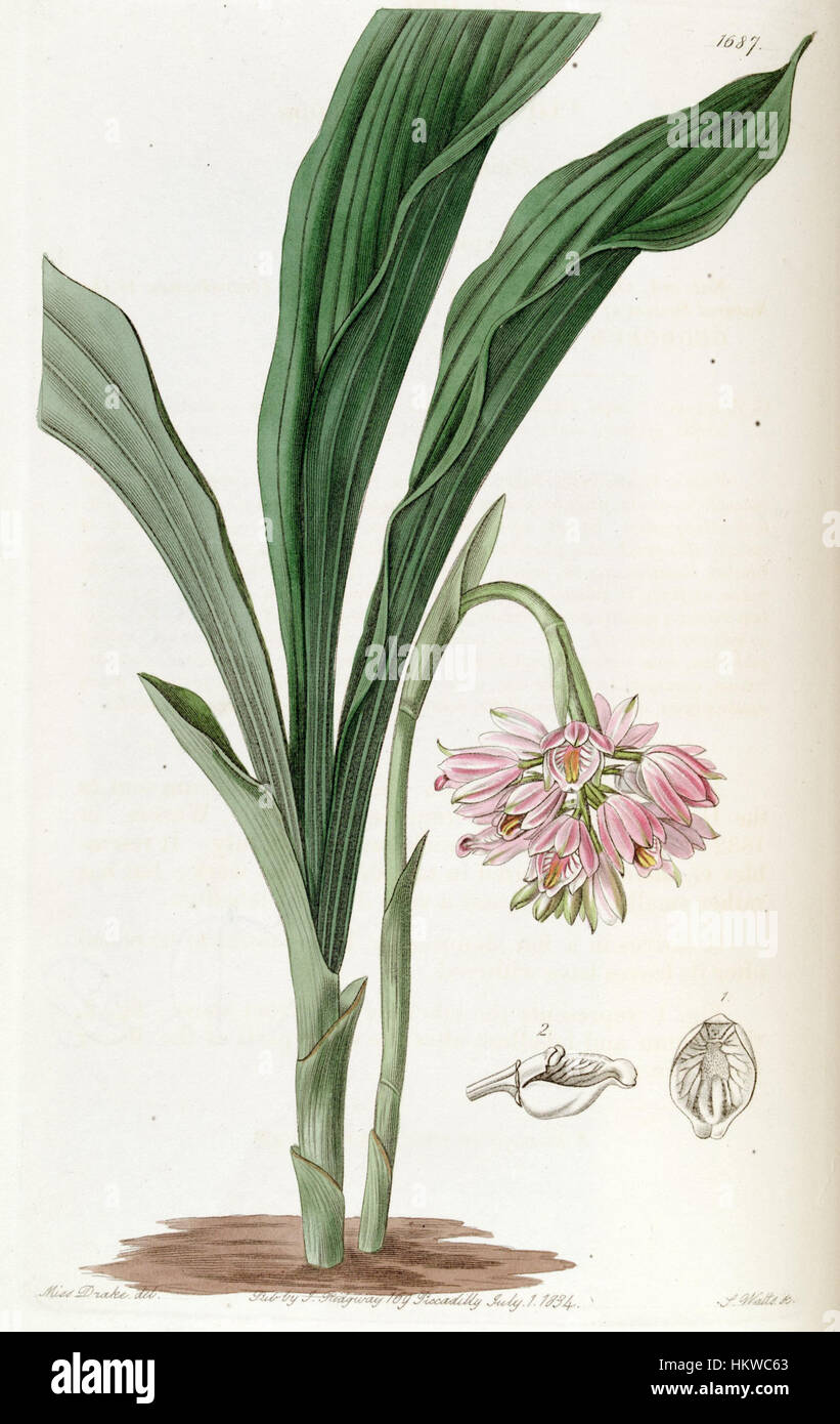 The illustration of Geodorum densiflorum (previously identified as ...