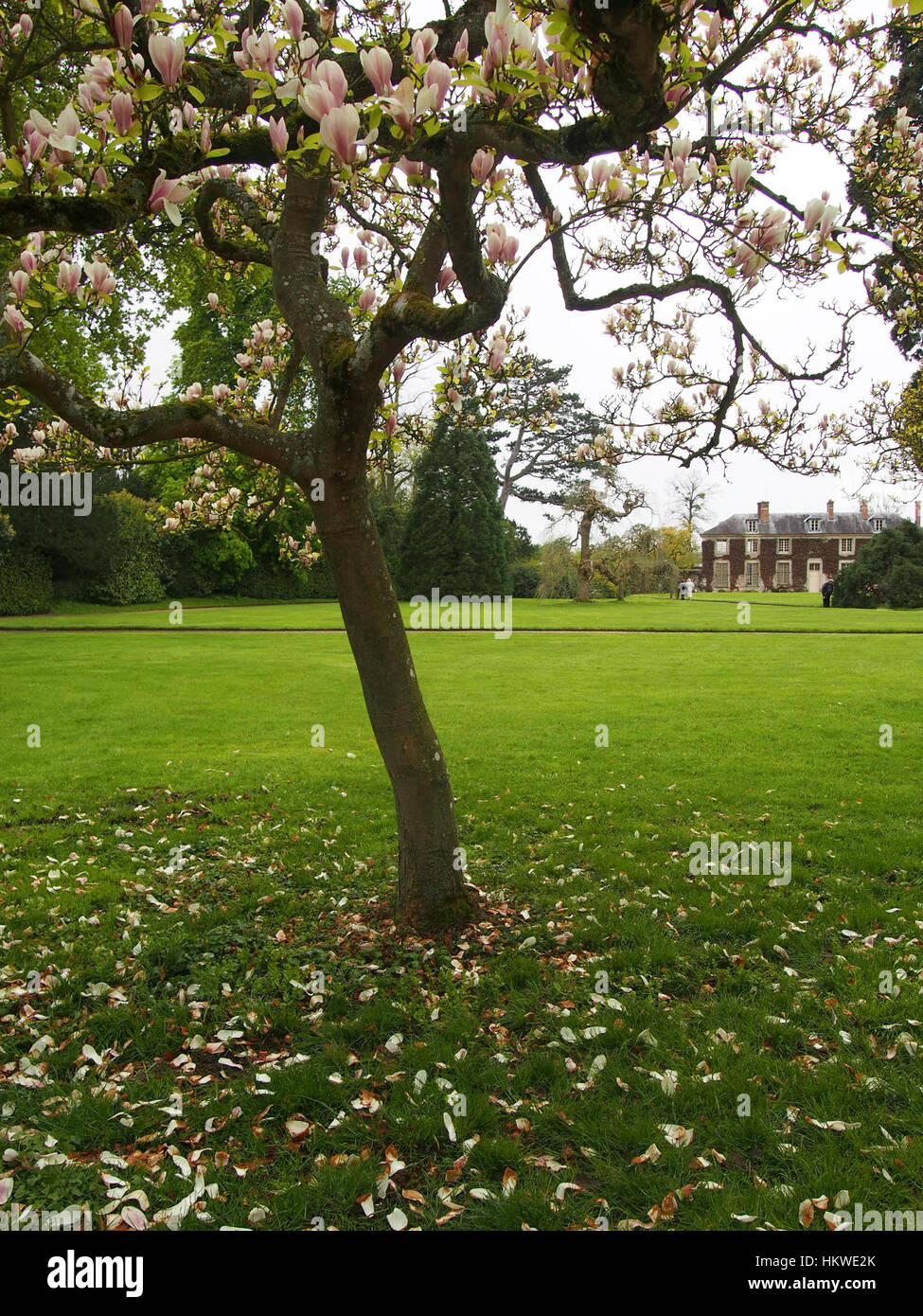 A pastoral scene with magnolia tree in the foreground with a French ...