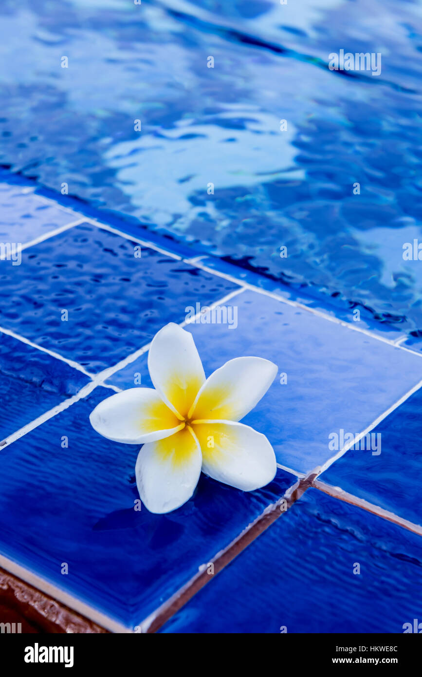 flower at the swimming pool Stock Photo - Alamy