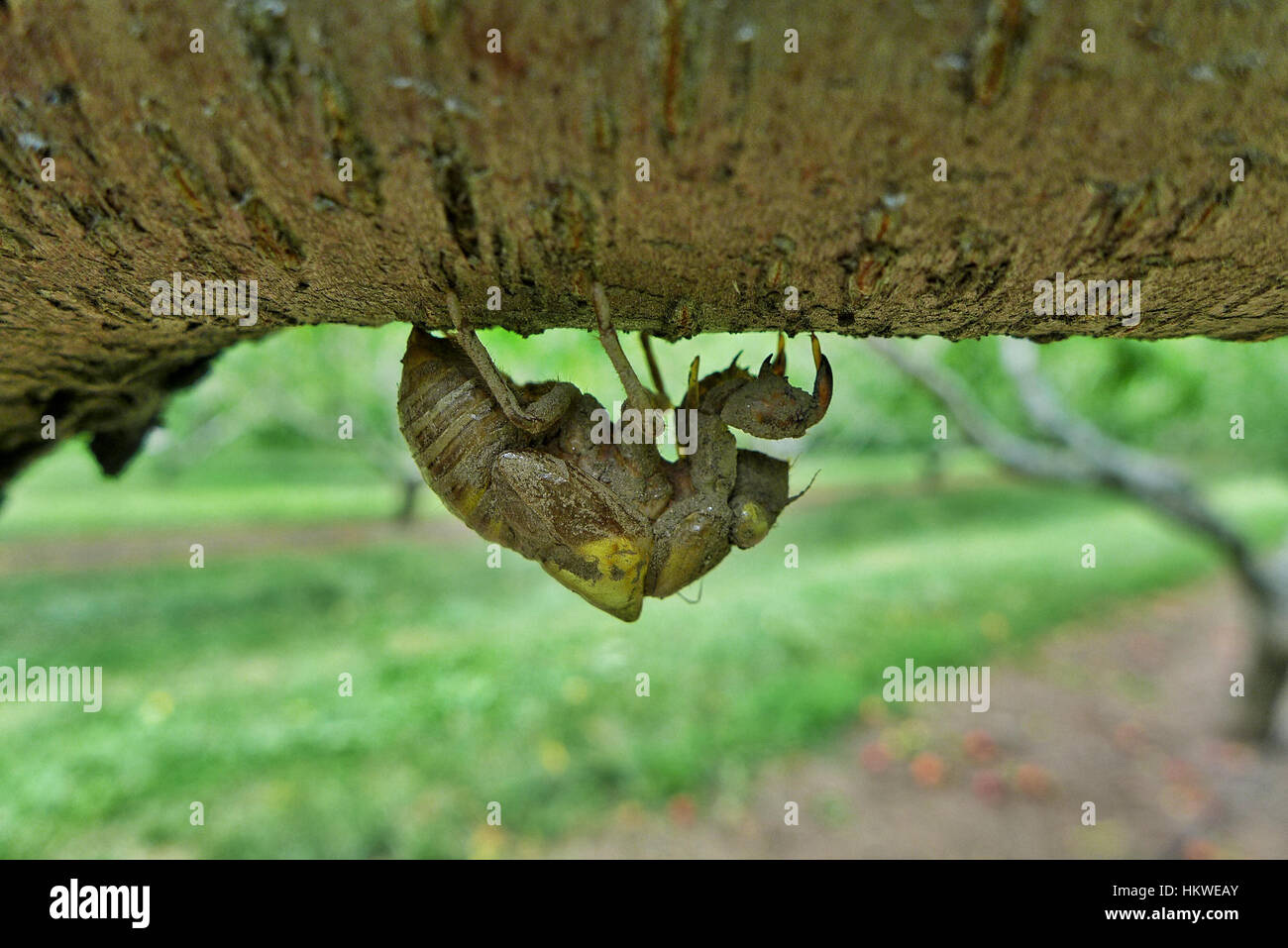 The molted skin of a Cicada insect hanging on branch in an orchard ...