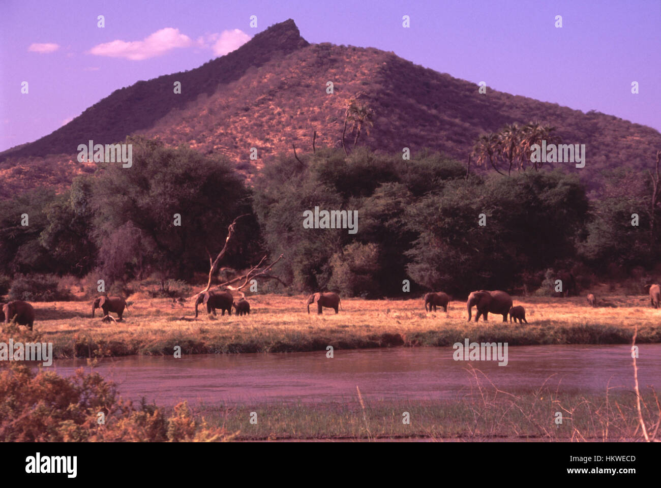 African bush land Stock Photo - Alamy