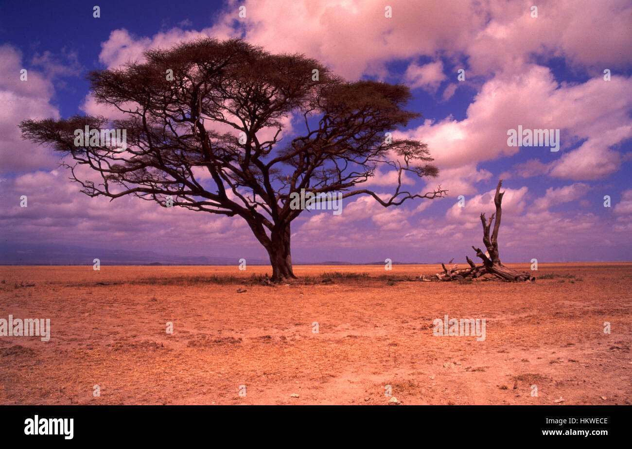 African bush land Stock Photo - Alamy