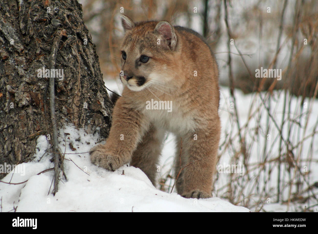 Baby cougar hi-res stock photography and images - Alamy