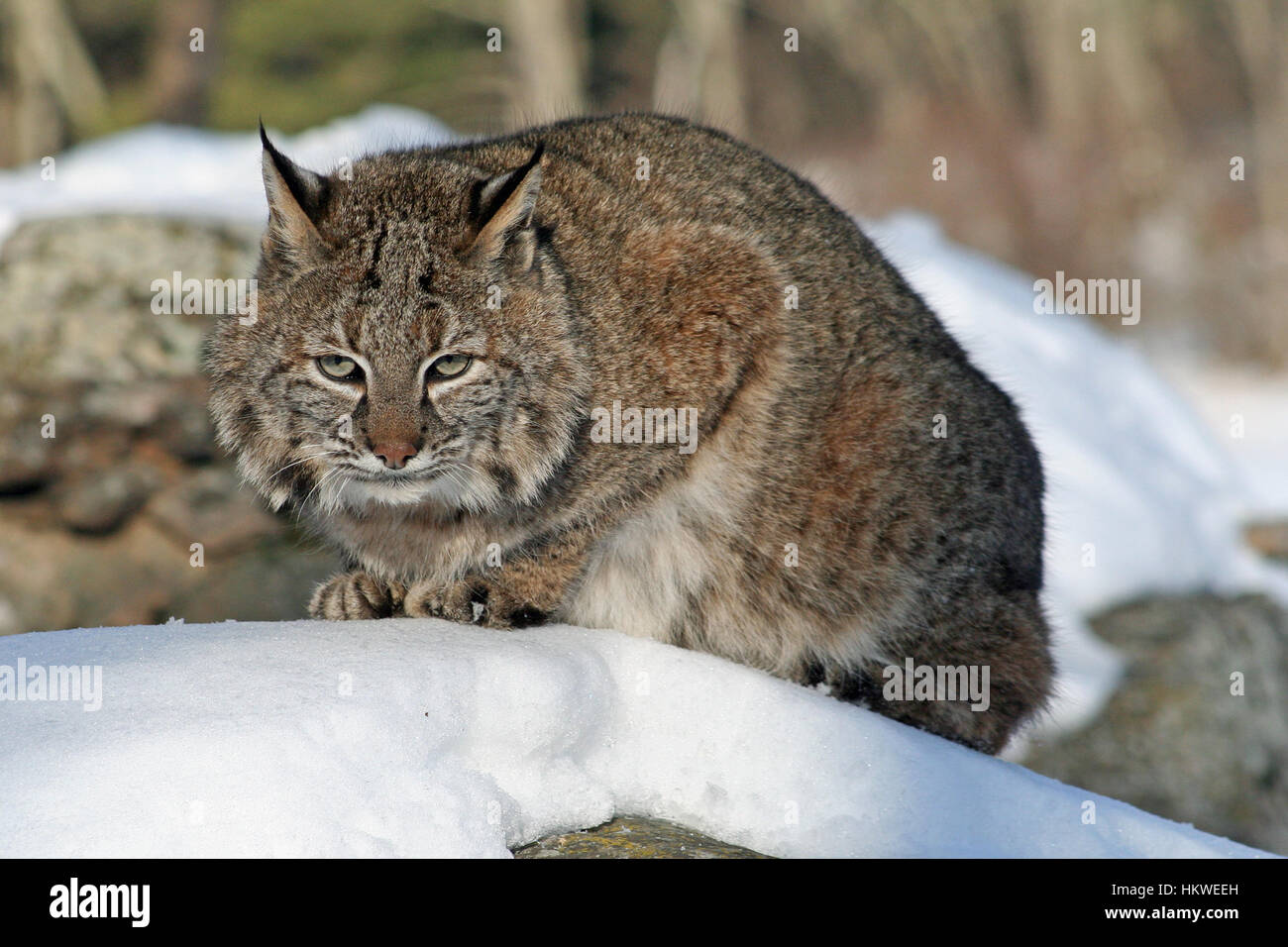 Pretty, little bobcat in a snowy forest Stock Photo - Alamy