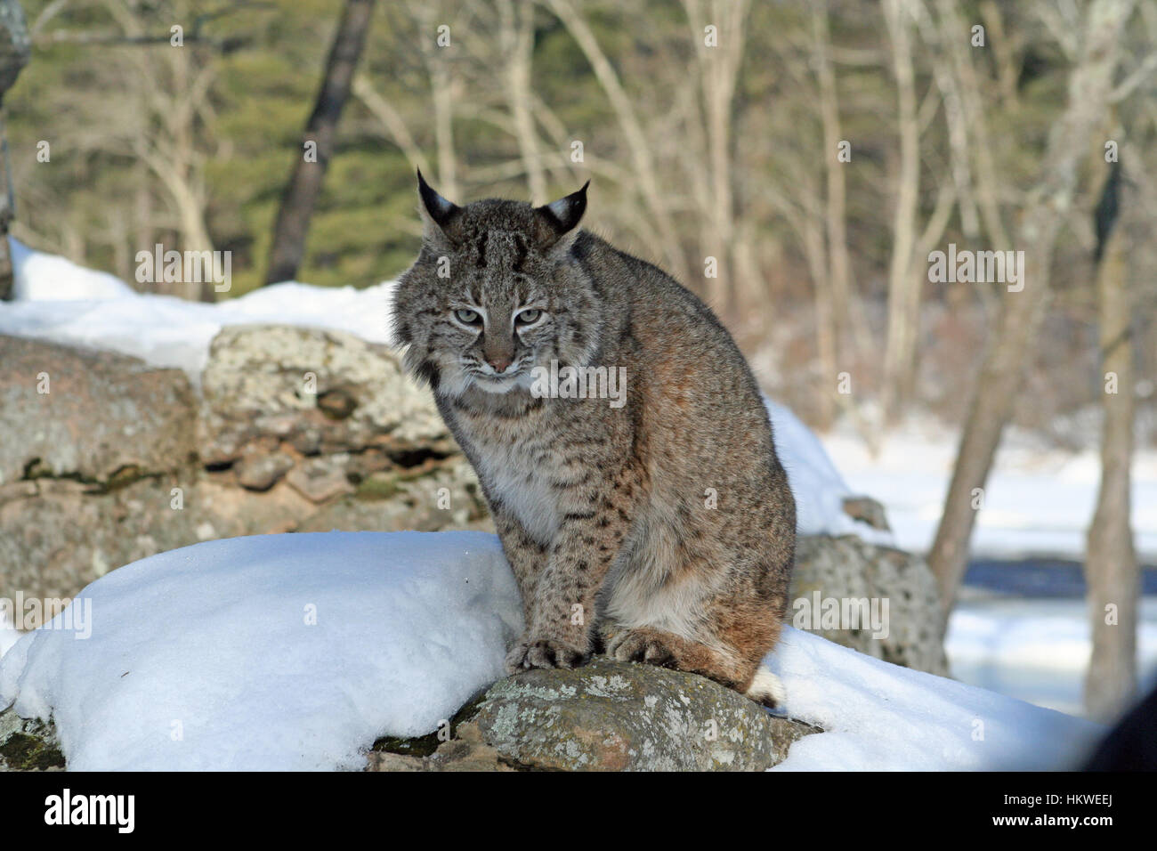 Pretty, little bobcat in a snowy forest Stock Photo - Alamy