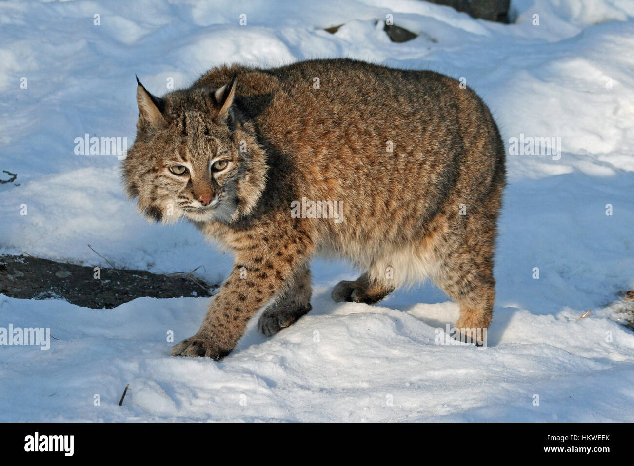 Pretty, little bobcat in a snowy forest Stock Photo - Alamy