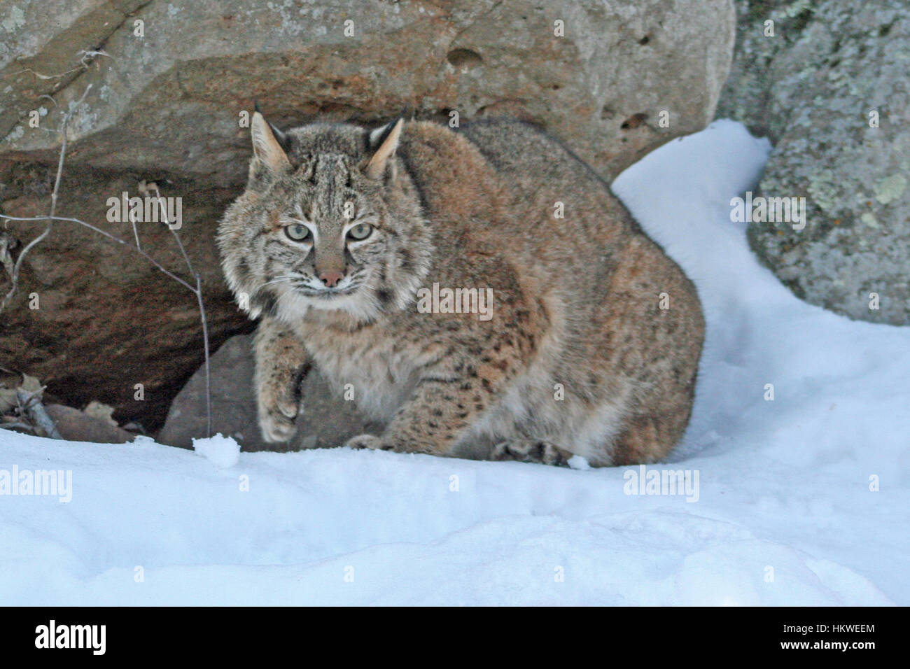 Bobcat winter hi-res stock photography and images - Alamy