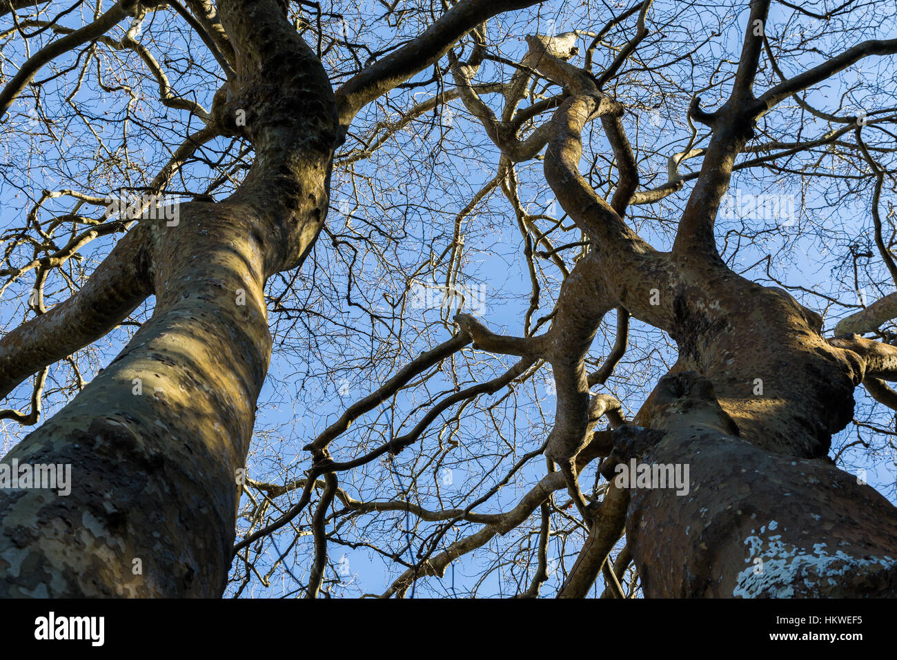 Tree heaven trees hi-res stock photography and images - Alamy