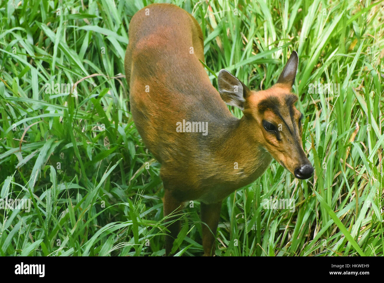 Red muntjac deer muntiacus hi-res stock photography and images - Alamy