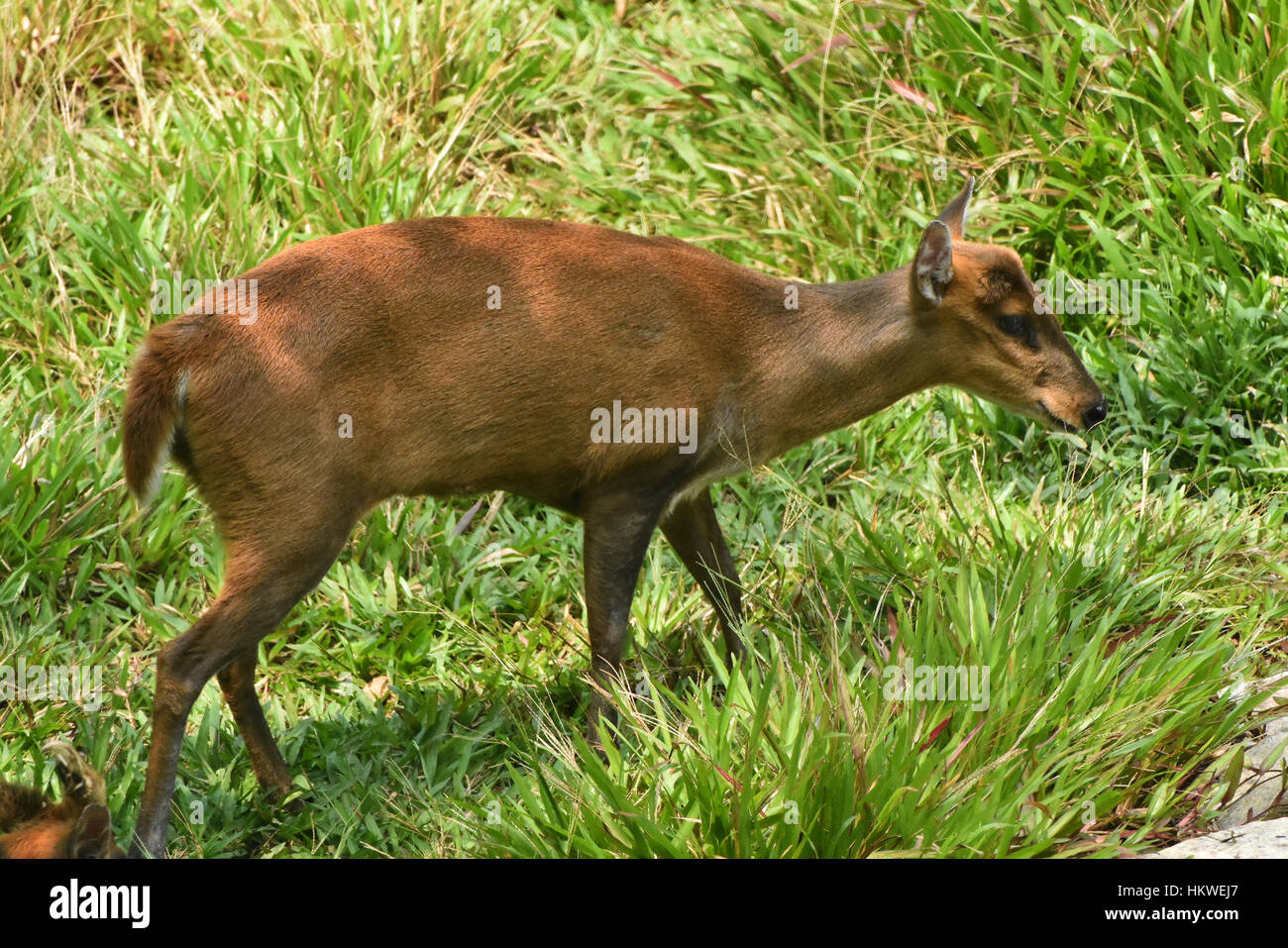 Red muntjac deer muntiacus hi-res stock photography and images - Alamy