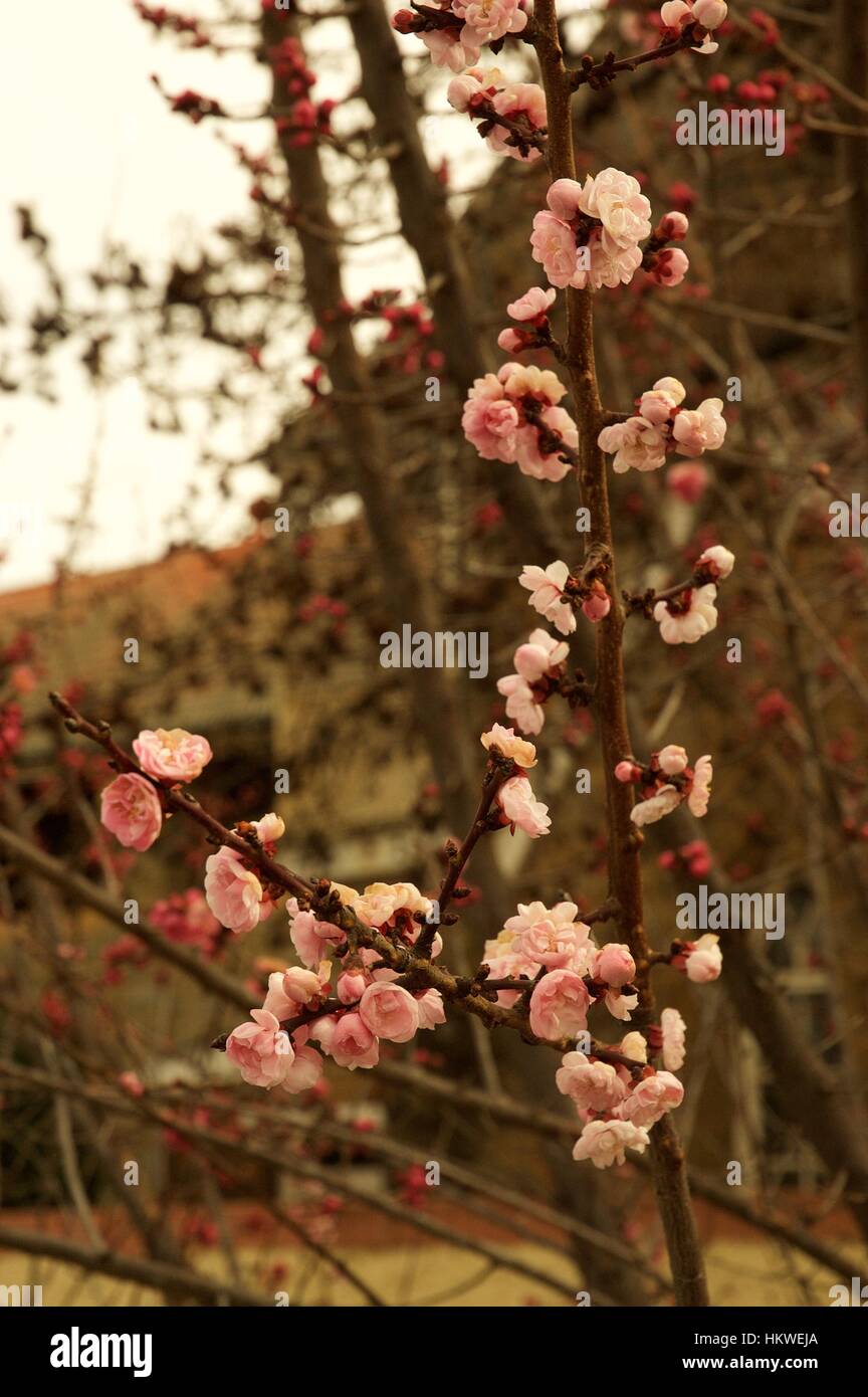 Australian Native Flower/Flora Stock Photo - Alamy