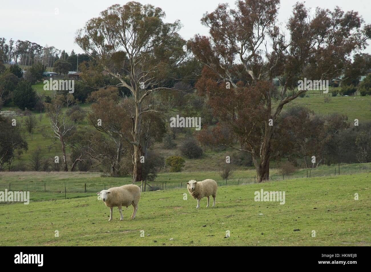 Australian landscape hi-res stock photography and images - Alamy