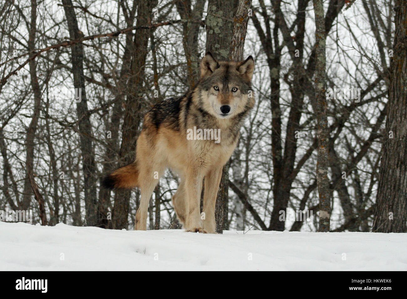 Grey wolf standing in the snow in a forest Stock Photo - Alamy