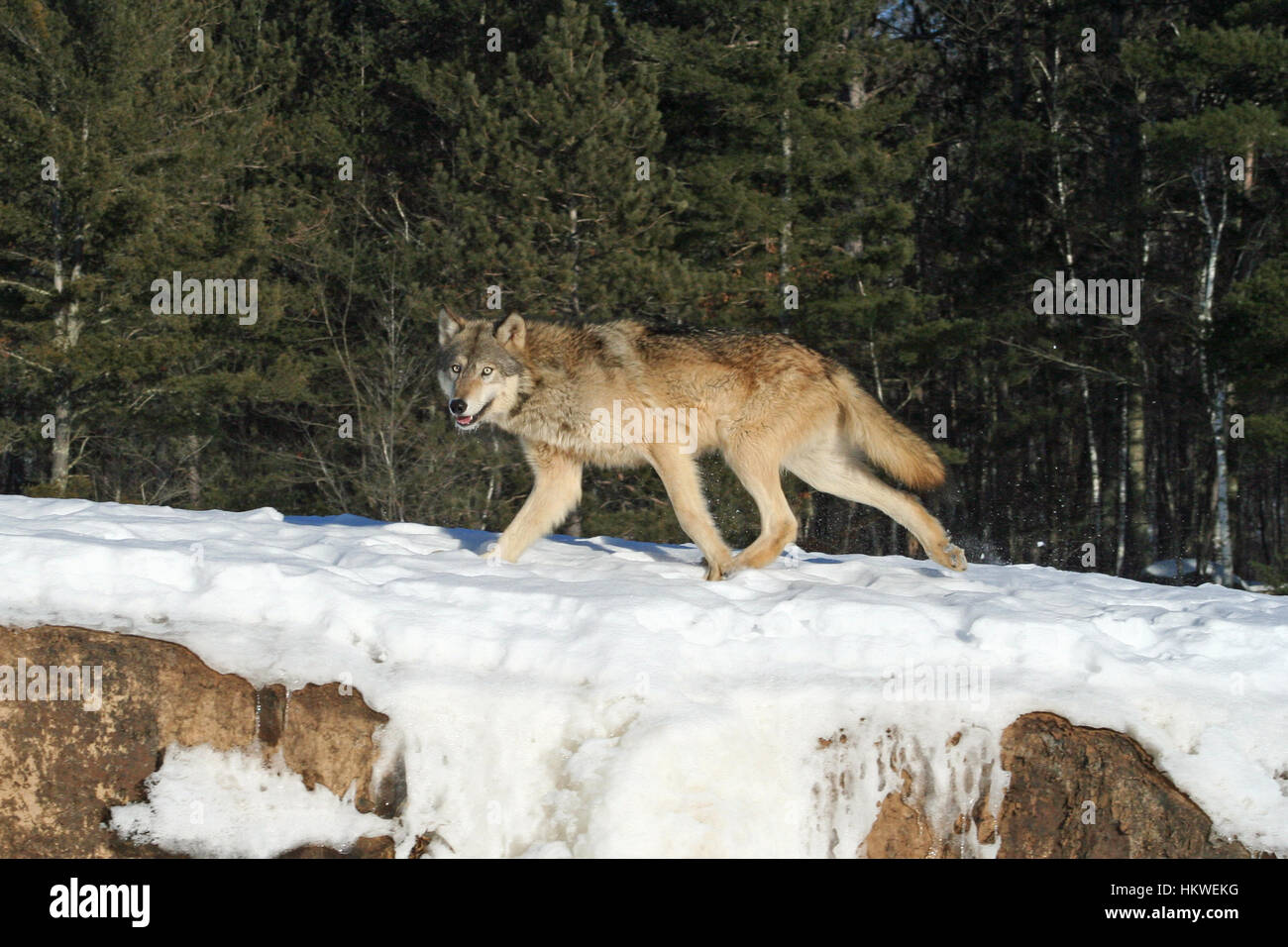 Grey wolf snow running hi-res stock photography and images - Alamy