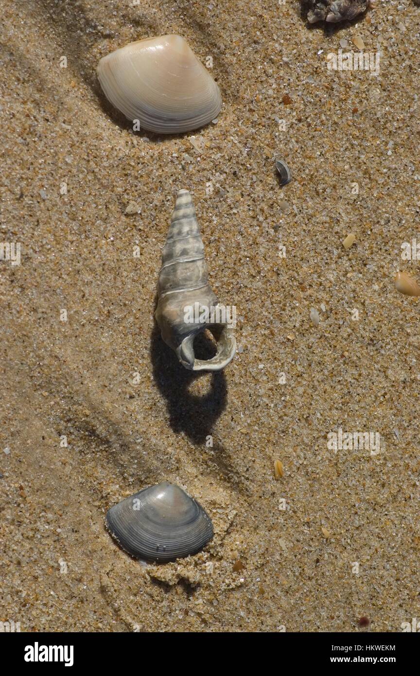 Seashells on Australian Beach Stock Photo - Alamy