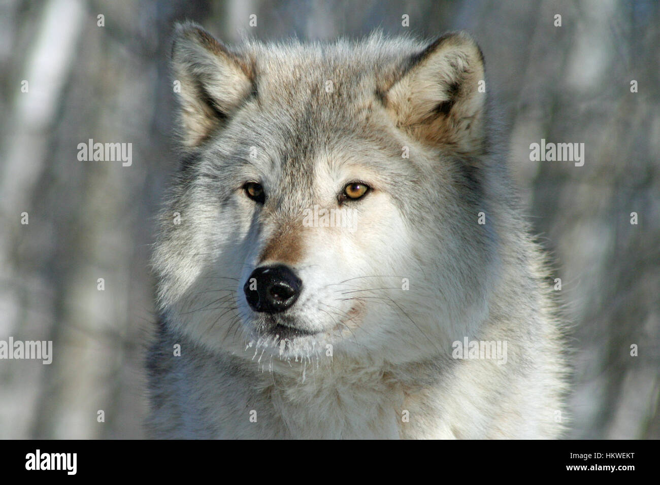 Close up head shot grey wolf hi-res stock photography and images - Alamy