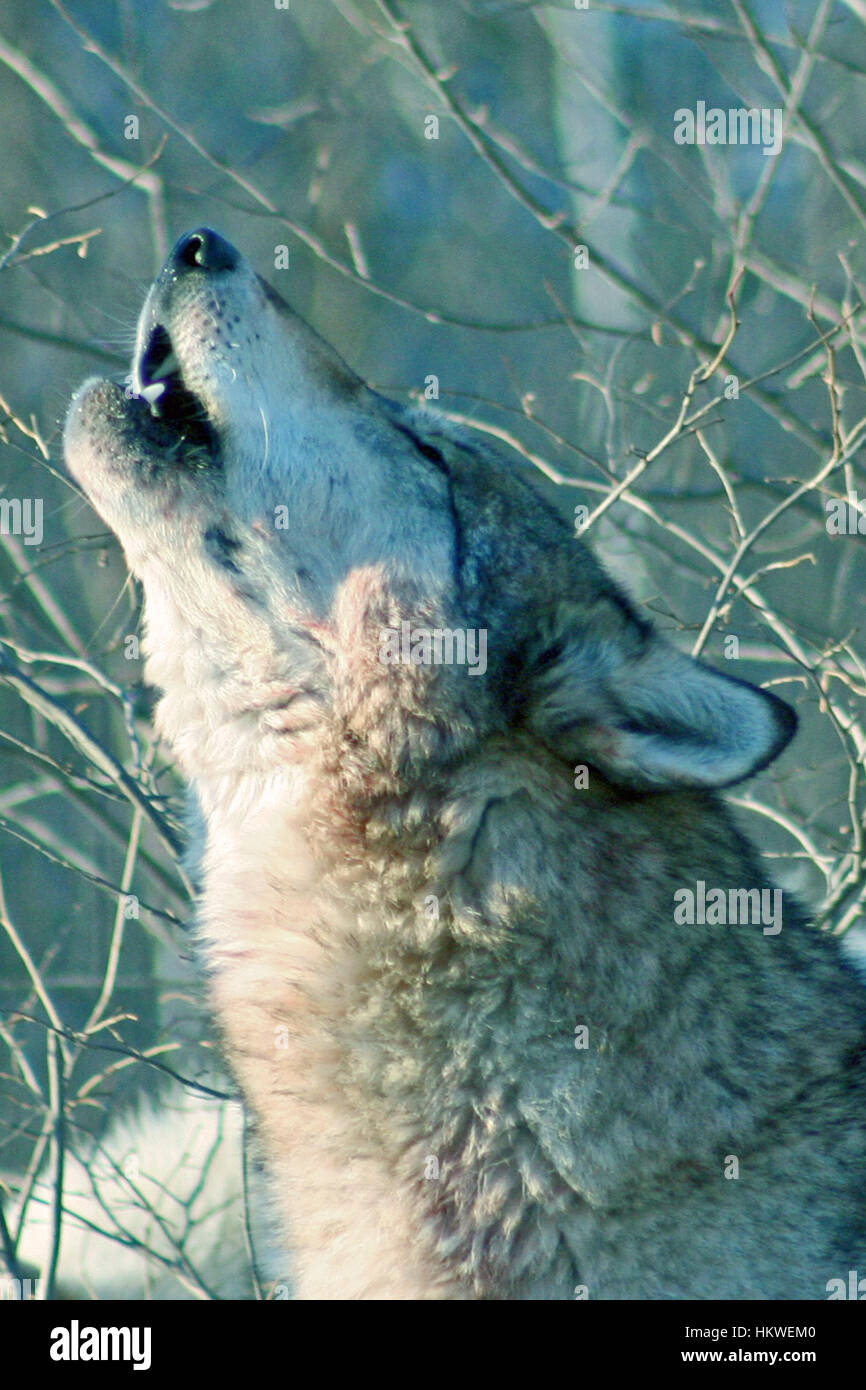 Wolf howling hi-res stock photography and images - Alamy