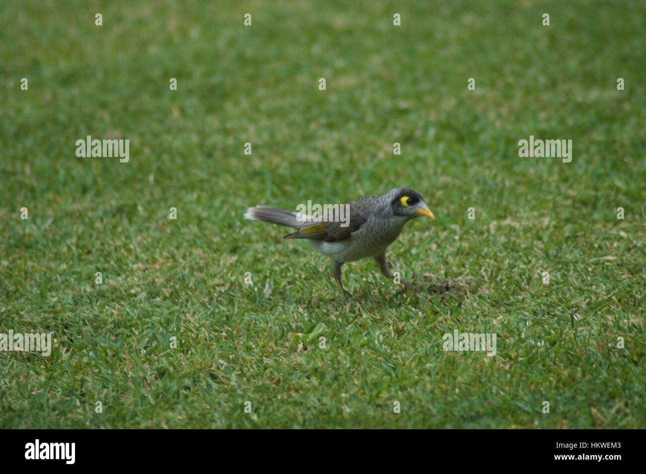 Common myna Bird The common myna, sometimes spelled mynah, also ...
