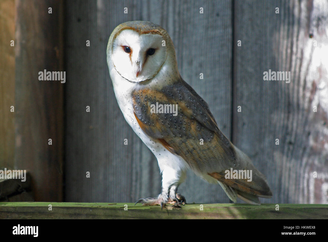 The striking, unusual Barn Owl sitting on a fence Stock Photo - Alamy