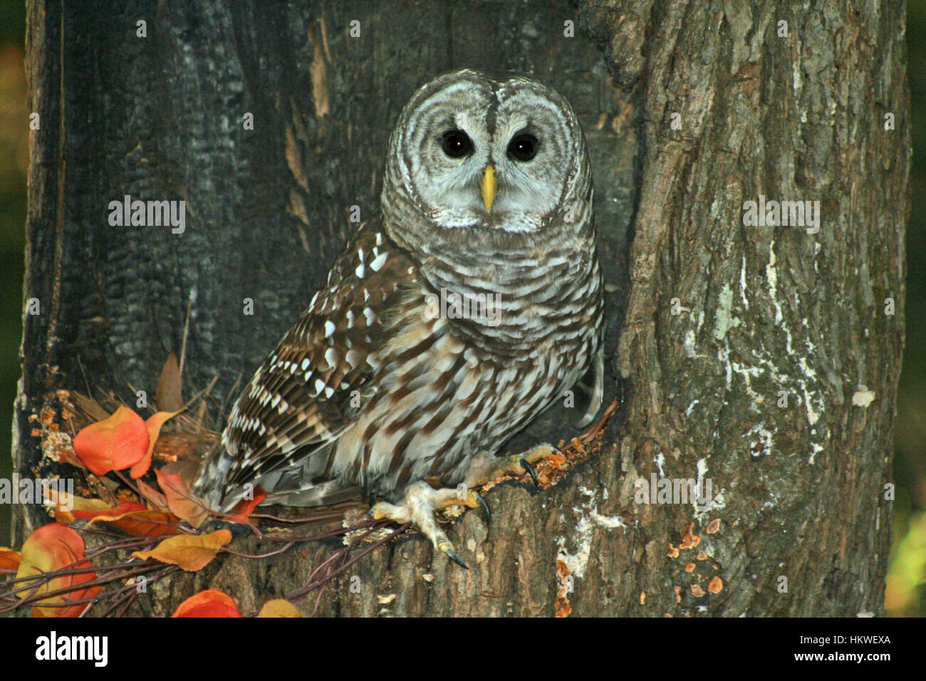 Owl tree hollow hi-res stock photography and images - Alamy