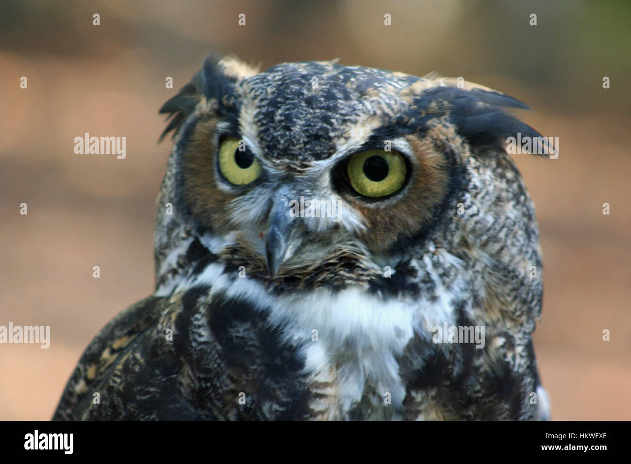 Close-up head shot of a Great Horned Owl Stock Photo - Alamy
