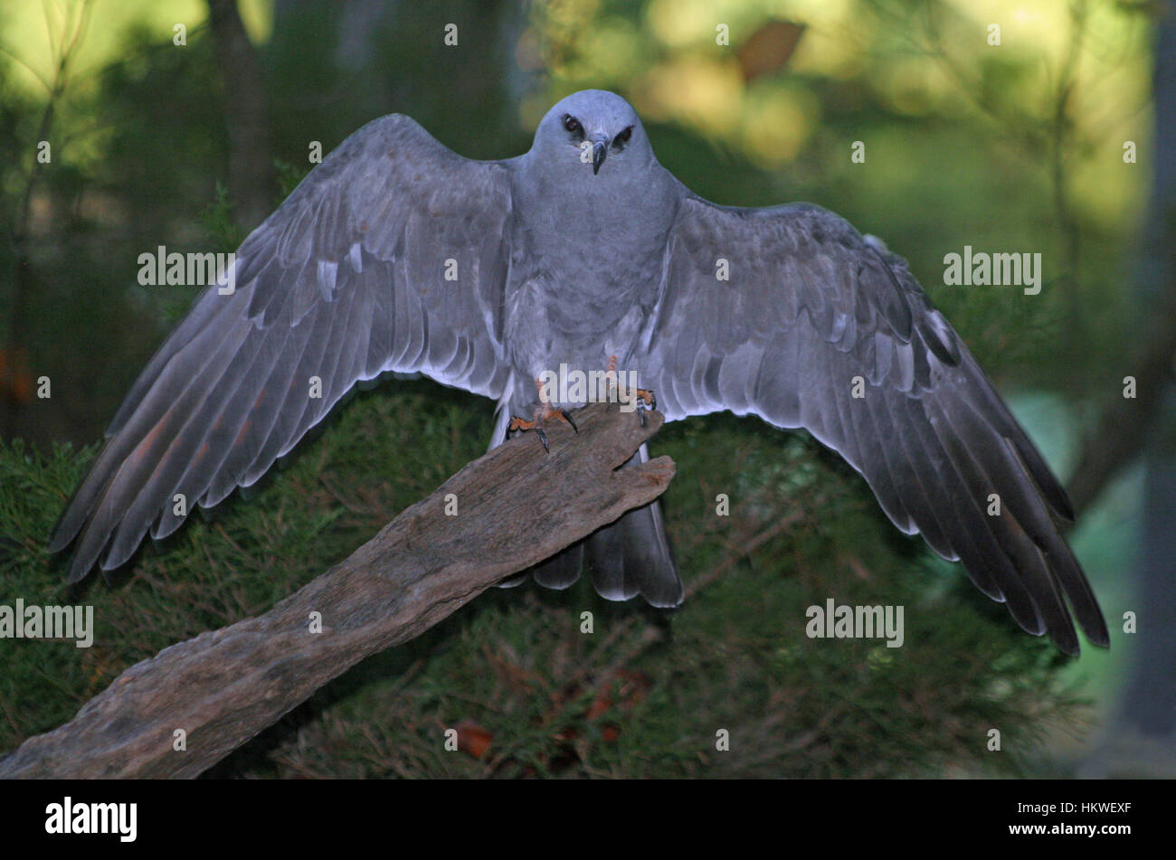 Mississippi kite hi-res stock photography and images - Alamy