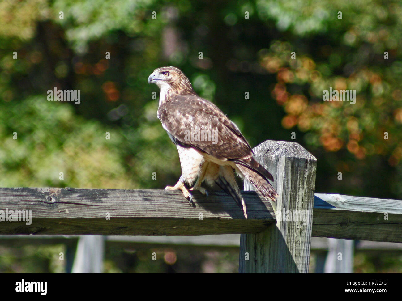 Red-tailed Hawk sitting on a fence Stock Photo - Alamy