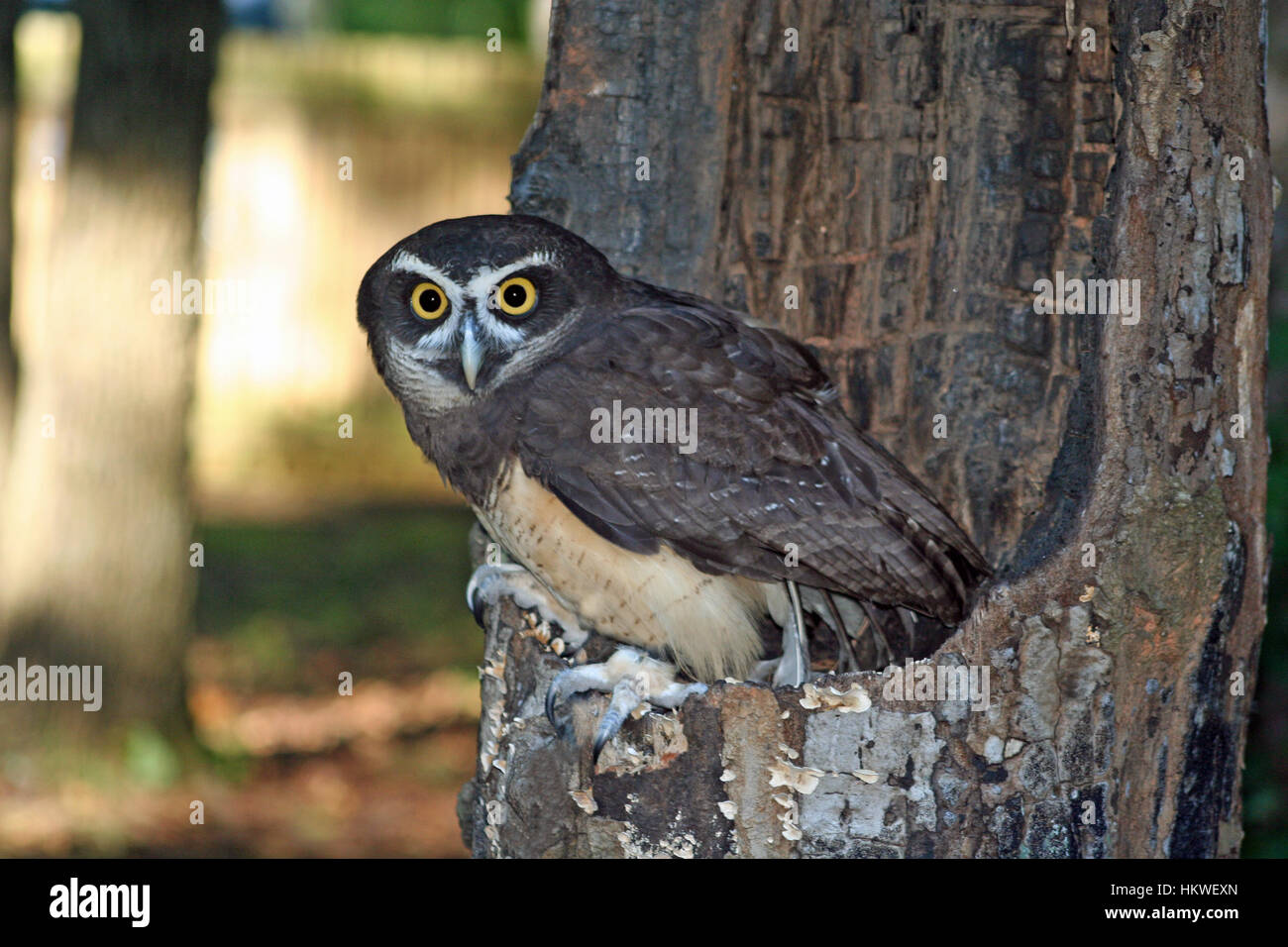 Spectacled Owl in a tree Stock Photo - Alamy