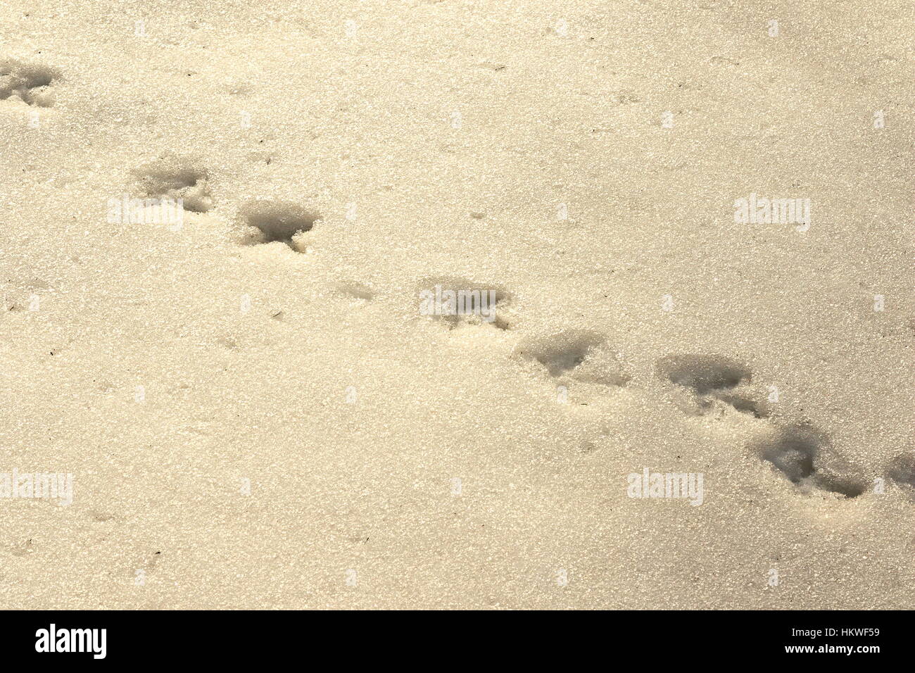 bird tracks in snow, male capercaillie footprints ( Tetrao urogallus ...