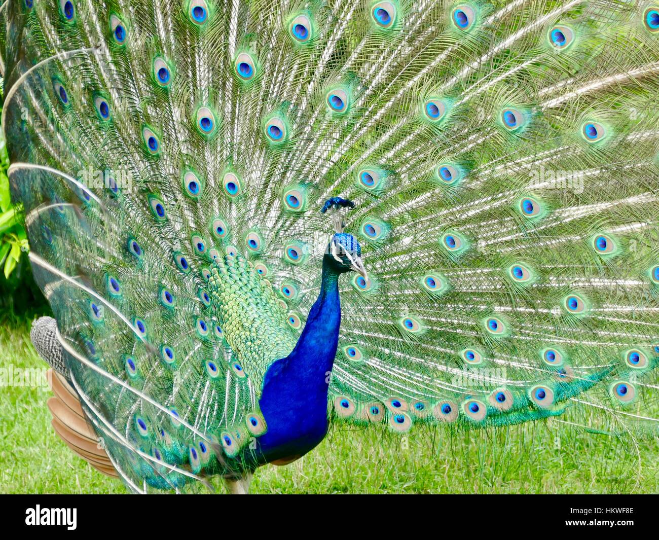 Peacock on Display, Paris, France Stock Photo - Alamy