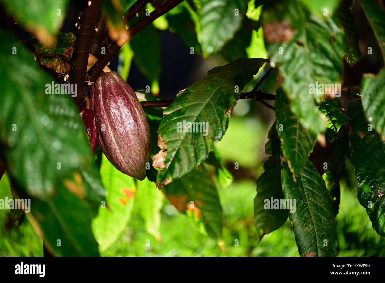 Cacao trees in rainforest hi-res stock photography and images - Alamy