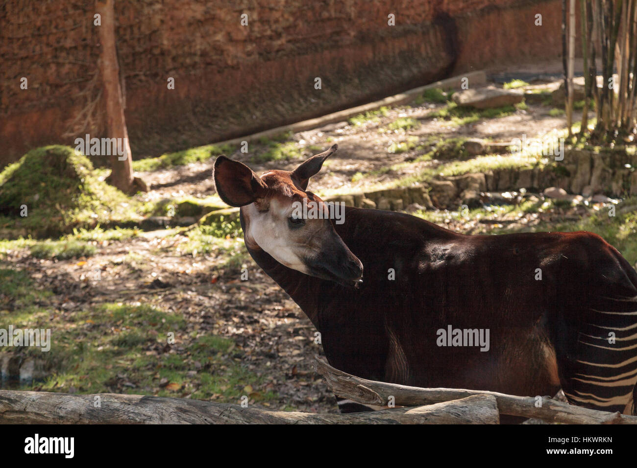 Okapi, Okapia johnstoni, live in the tropical rainforest in the Congo ...