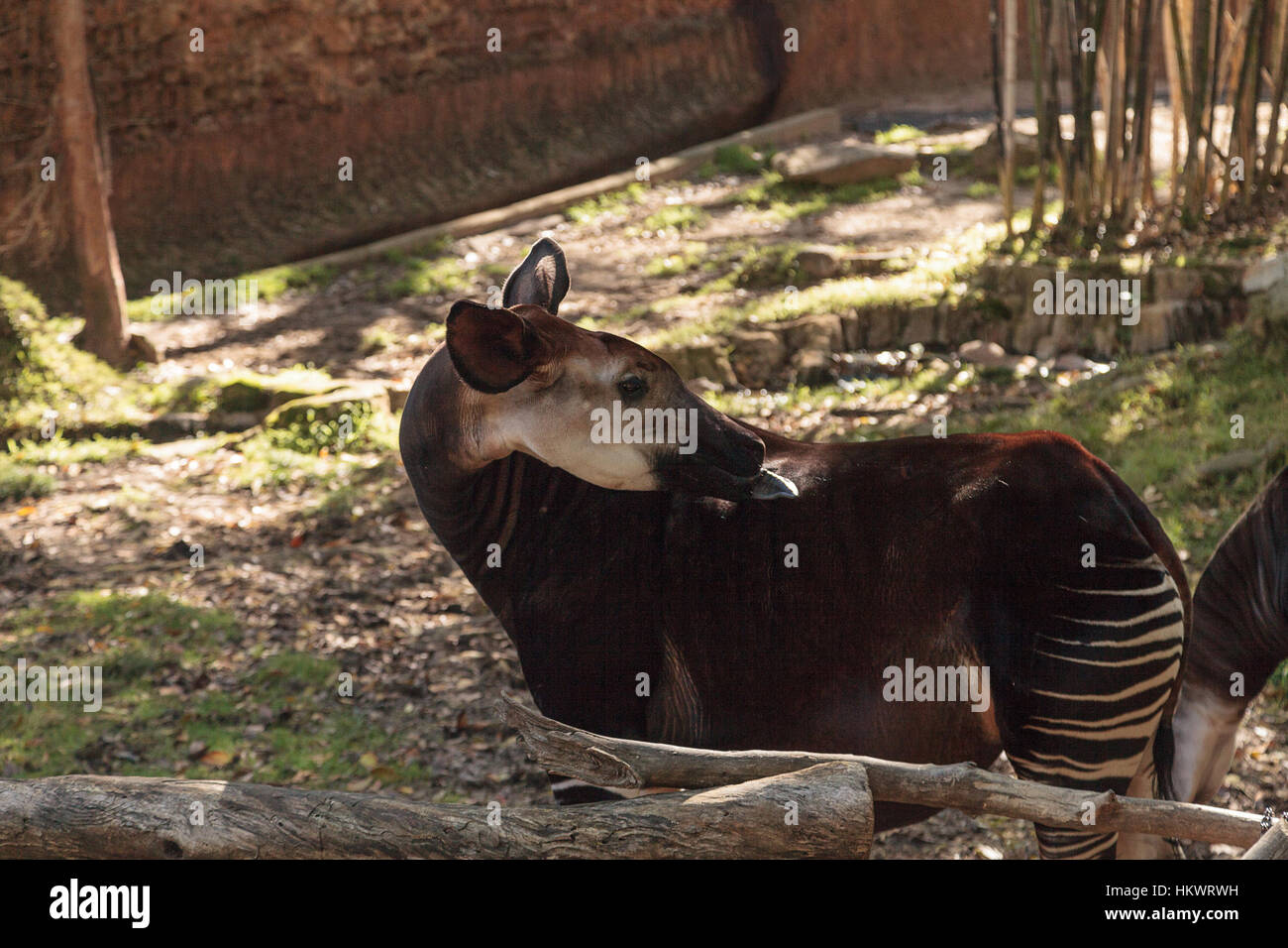 Okapi, Okapia johnstoni, live in the tropical rainforest in the Congo ...