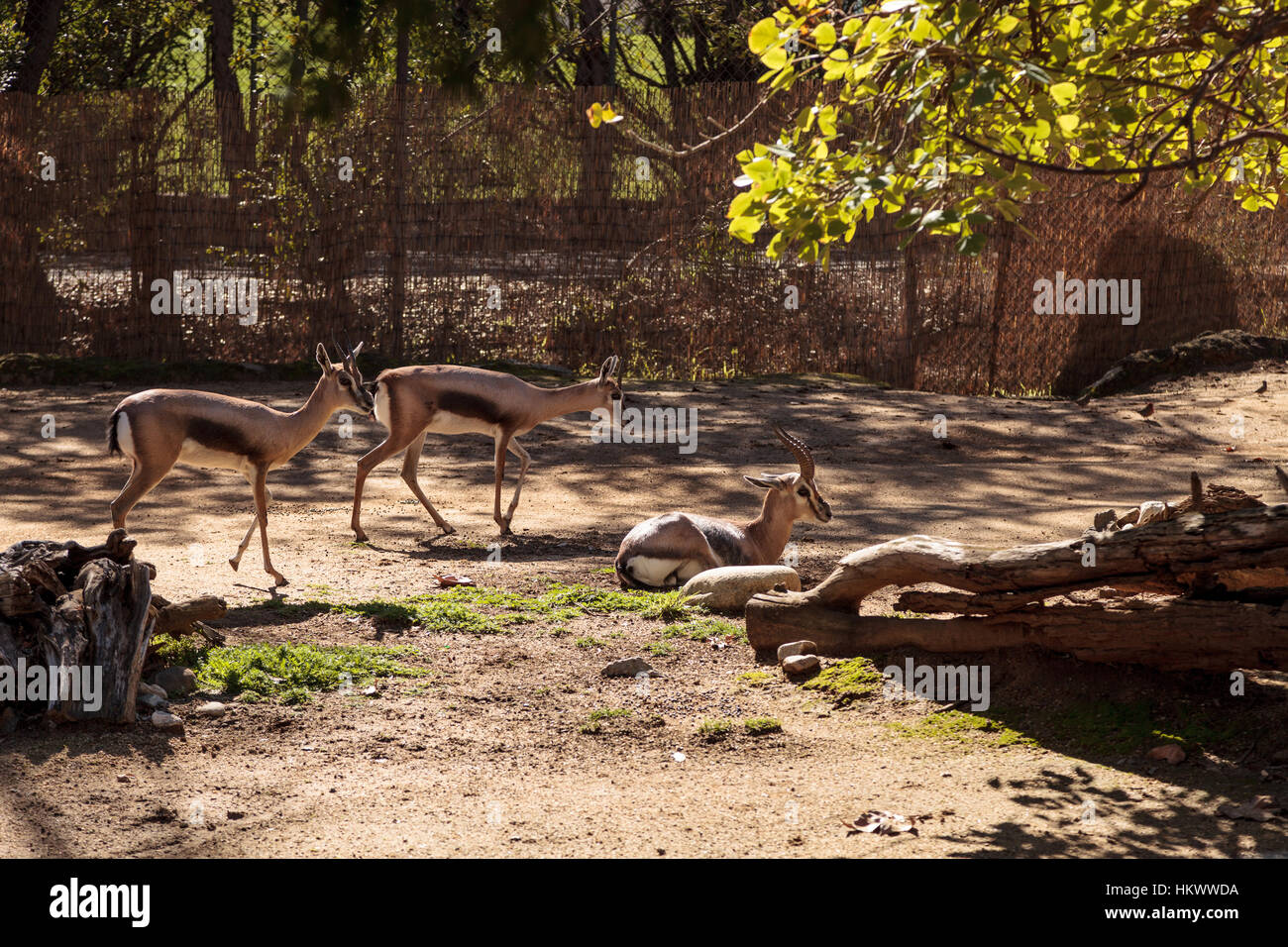 Gazelle horns hi-res stock photography and images - Alamy