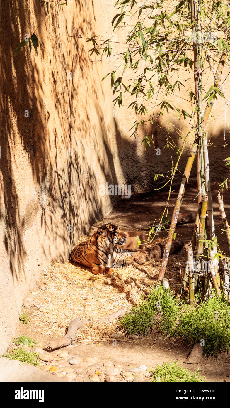 Sumatran tiger, Panthera tigris sumatrae, relaxes in the sun Stock ...