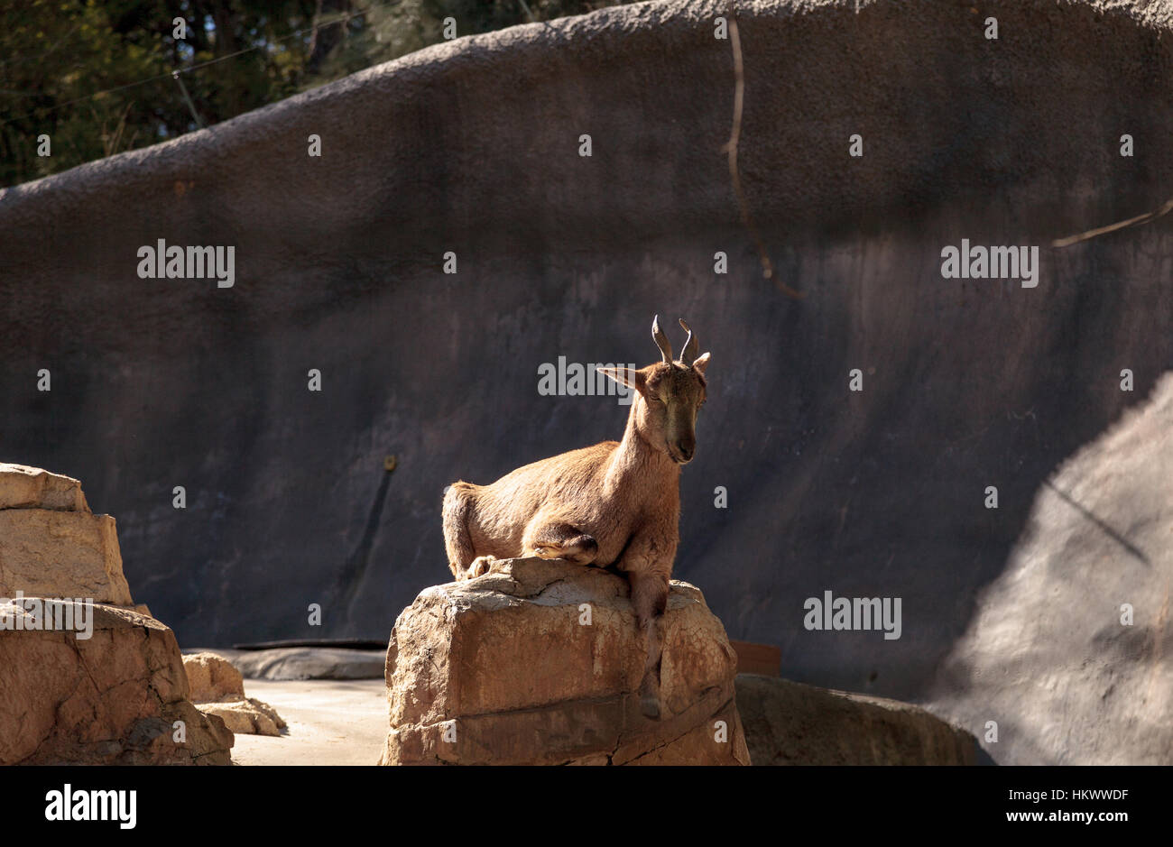Tadjik Markhor, Capra falconeri heptneri, are found in the Himalayan ...
